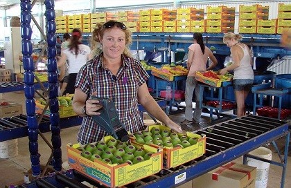 Fruit Packer Resume Sample - CLR